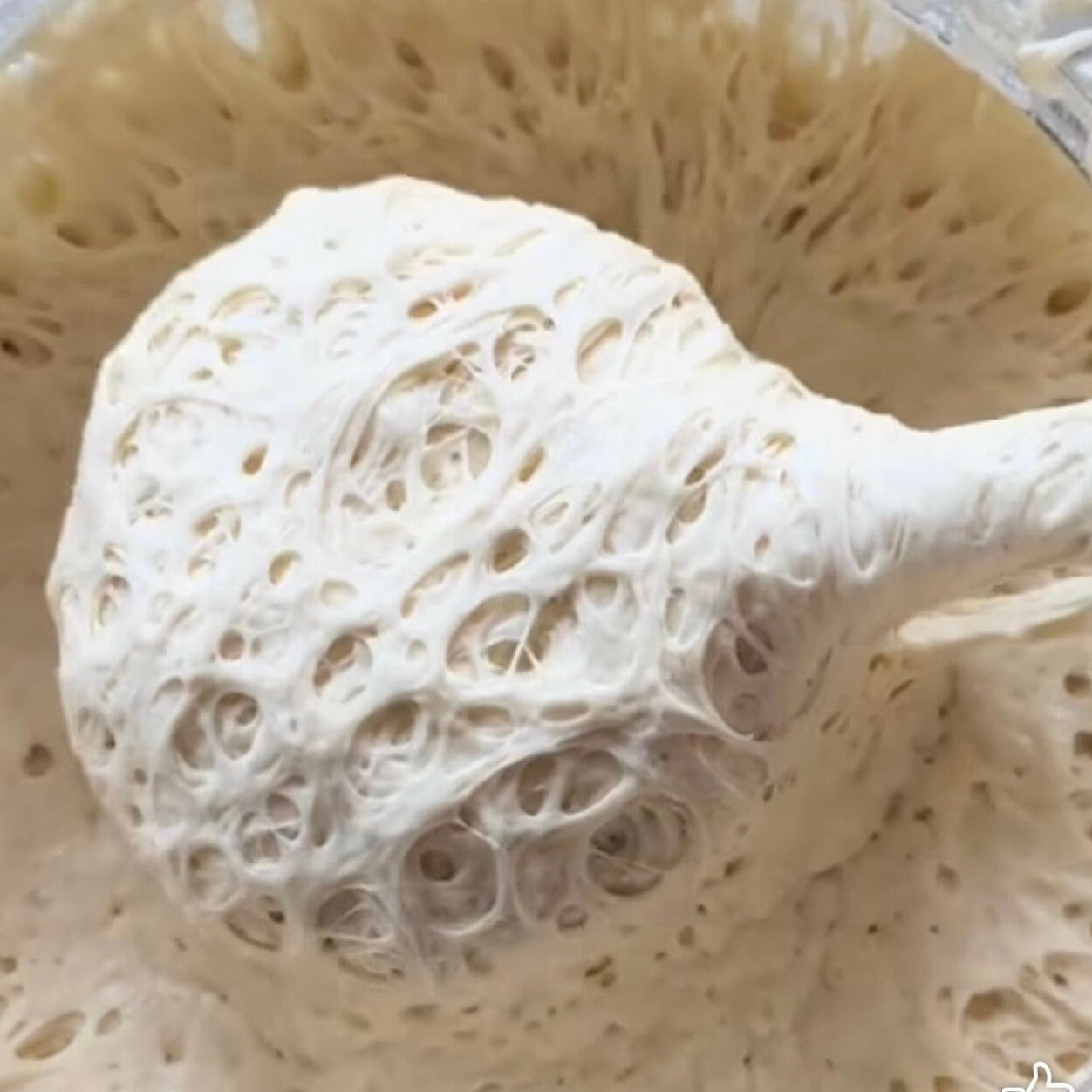 400+ YEAR OLD GERMAN SOURDOUGH STARTER – Guernsey Nurse Creamery